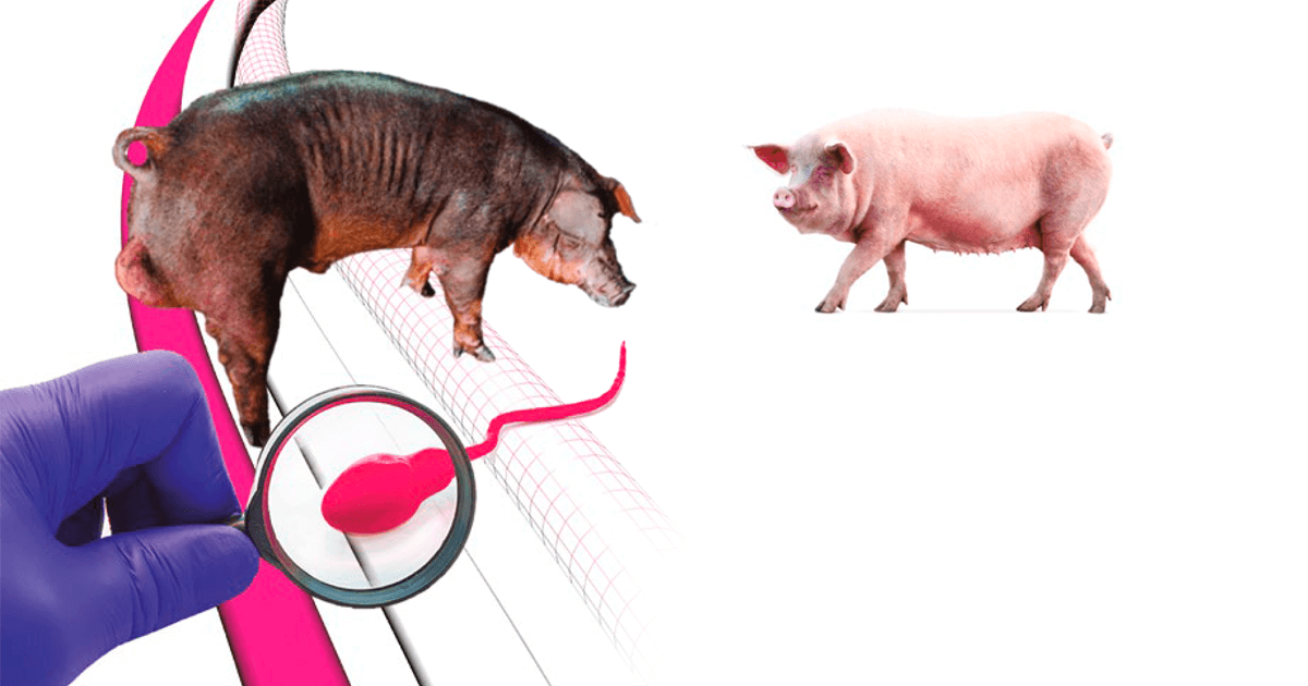 Eficacia reproductiva y calidad seminal