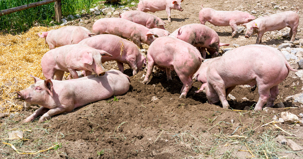 Productividad de una granja porcina