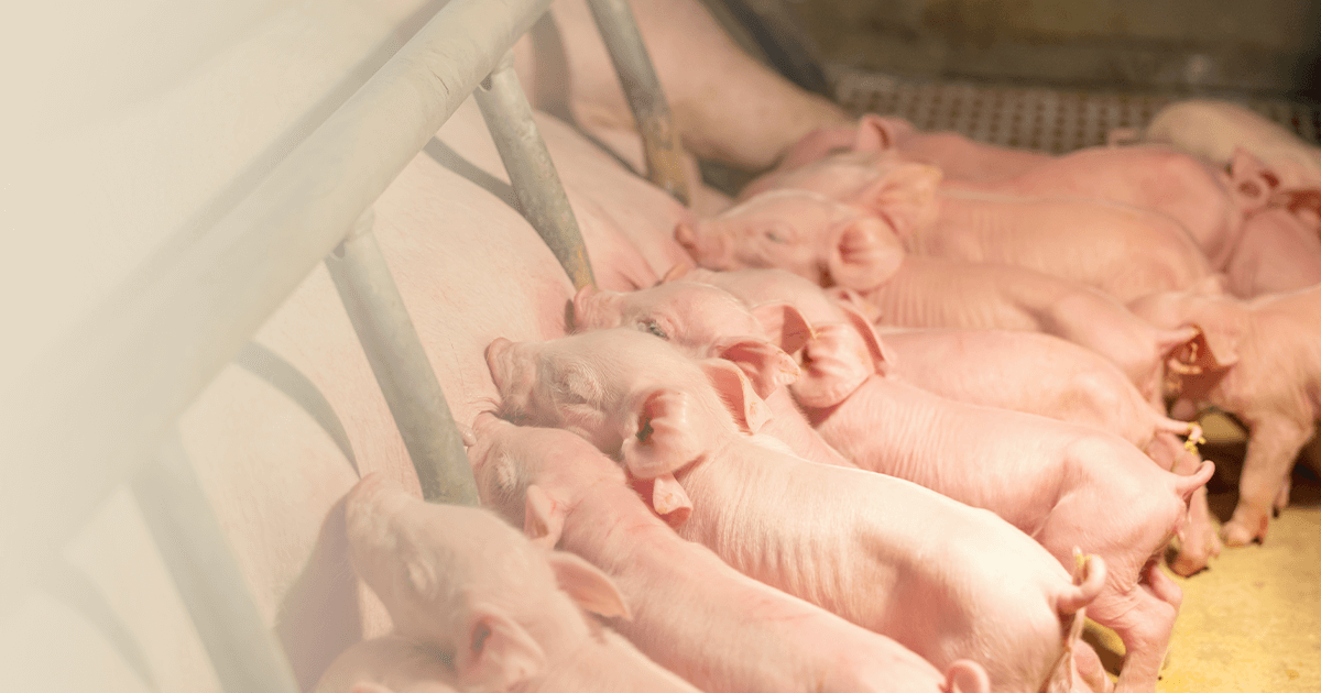 Las cerdas primero-Importancia de evaluar sus necesidades