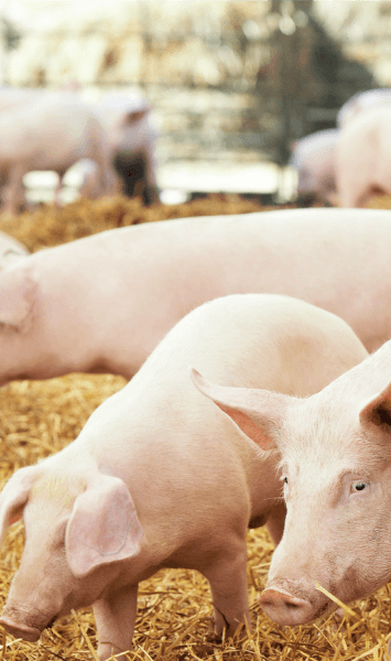 Pesquisa da Embrapa comprova que alimentação de suínos fracionada e em ...