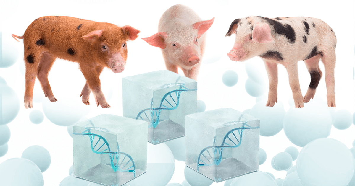 Directrices para crioconservación de recursos zoogenéticos