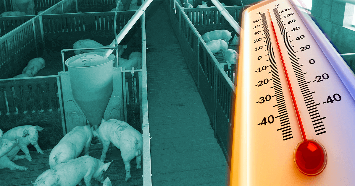 Estrés térmico afecta a patrones alimentarios en cerdos