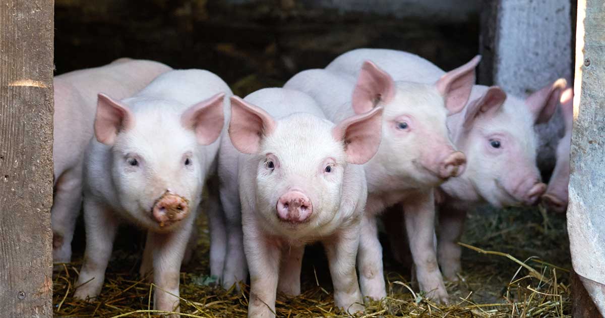 Los productos de porcino españoles, destacados mundialmente