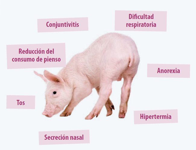 Influenza A porcina en Brasil: cepas circulantes últimos 10 años