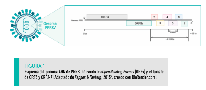Diagnóstico molecular del PRRS: de PCR a secuenciación masiva