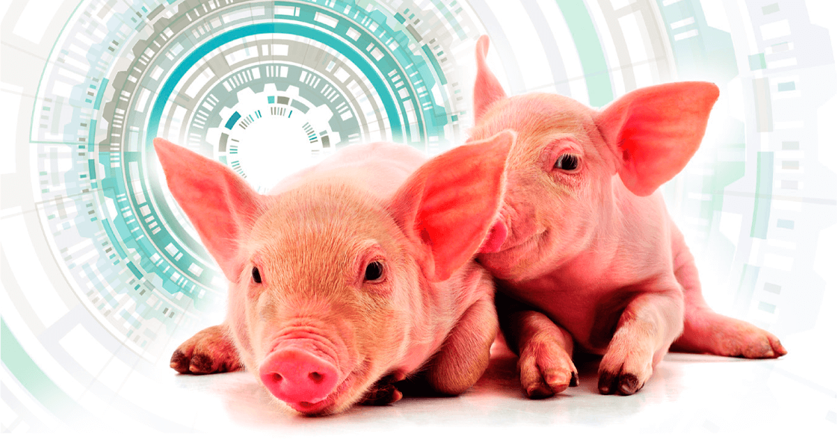 Nuevas tecnologías para evaluar bienestar en granja y matadero