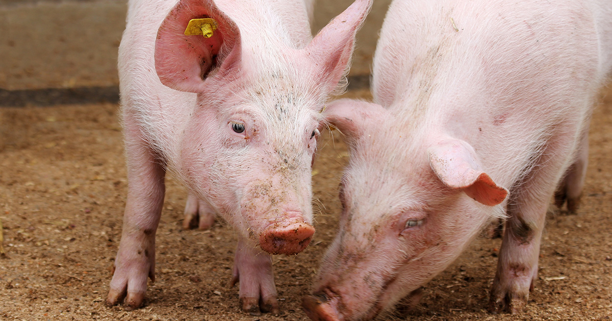 España es el segundo exportador mundial de productos de porcino