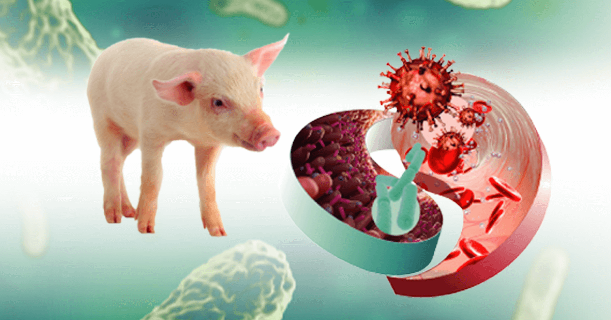 Influencia mutua de la microbiota del lechón y los patógenos víricos