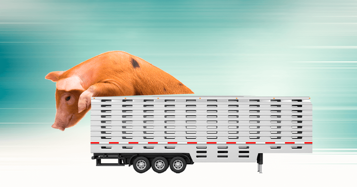 ¿Cómo afecta el transporte al bienestar de los lechones?