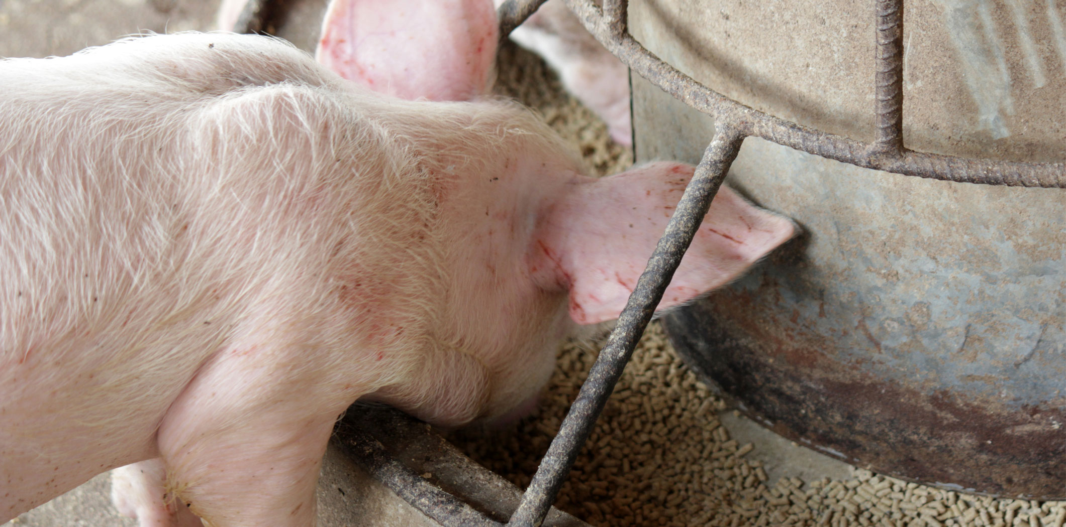 Los comederos de doble espacio reducen la agresividad de los cerdos