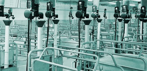 Examining pig feeding systems according to production stages