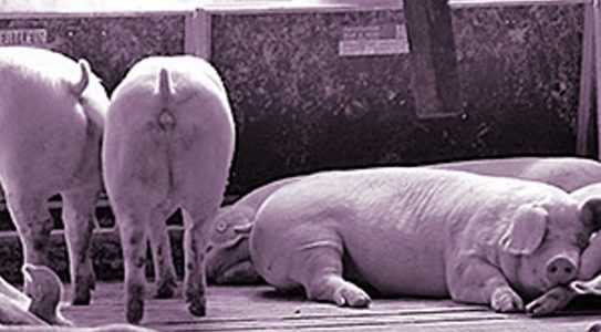 Examining pig feeding systems according to production stages
