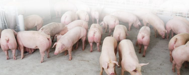 Examining pig feeding systems according to production stages