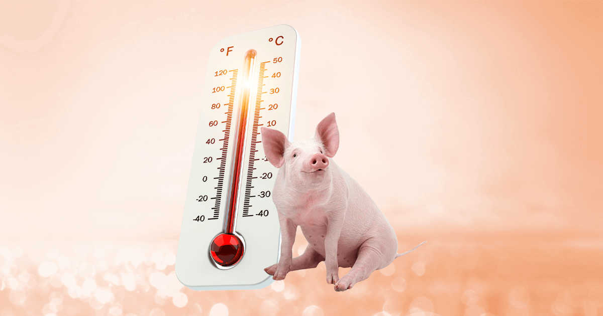 Estrés por calor en cerdos - ¿Cómo podemos evitarlo?