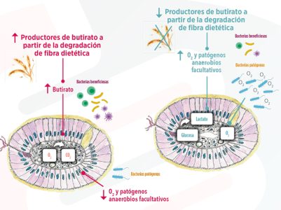 ¿Cómo influye la fibra dietética en la salud intestinal porcina?