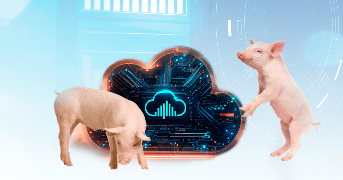 El uso de datos en la gestión y producción porcina