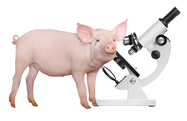 Avances en prevención de S. suis: Papel de vacunas autógenas: