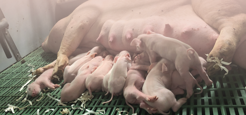Optimizando la alimentación y nutrición de la cerda hiperprolífica