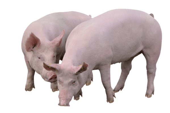 Reduzindo o estresse oxidativo e melhorando o desempenho de porcas em ...