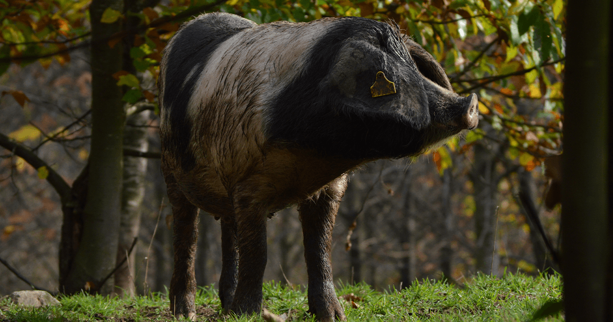Claves del manejo y alimentación del Porco Celta