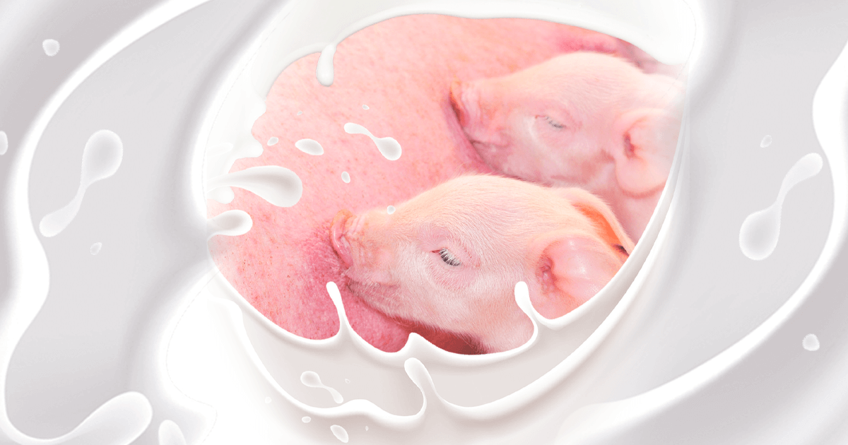 La cerda lechera - Parte II