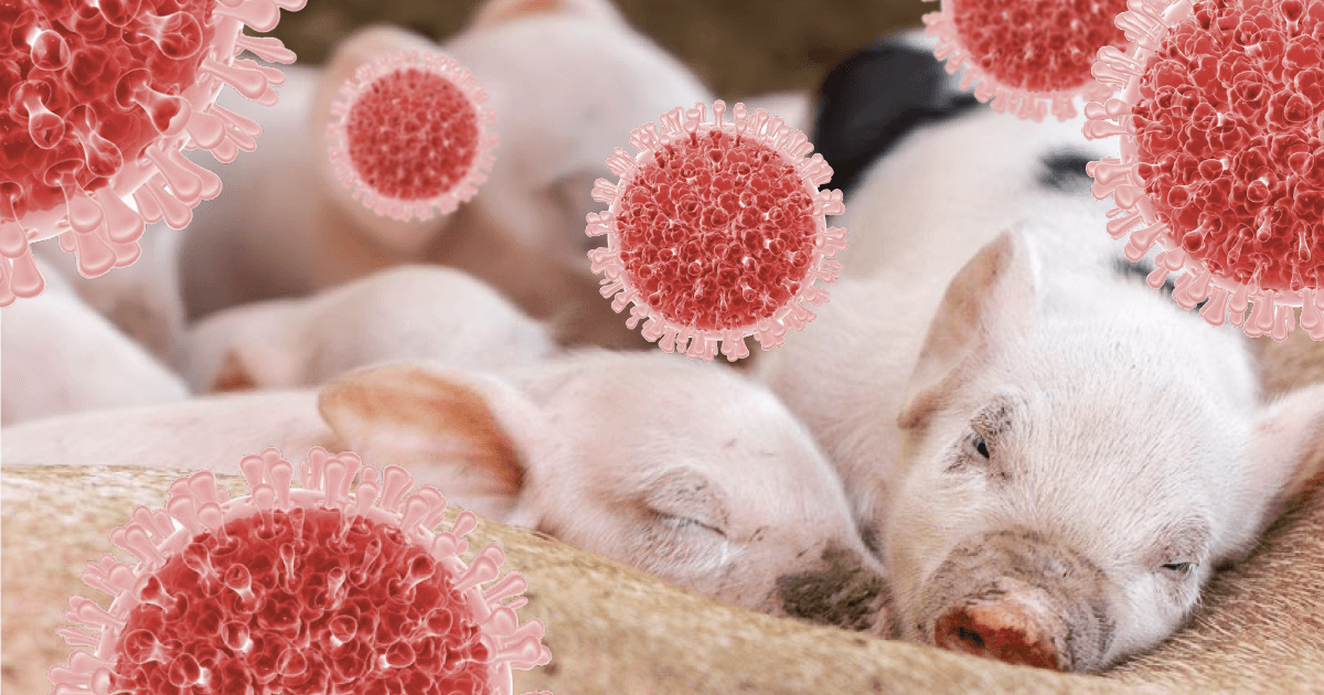 Rotavirus en el ganado porcino