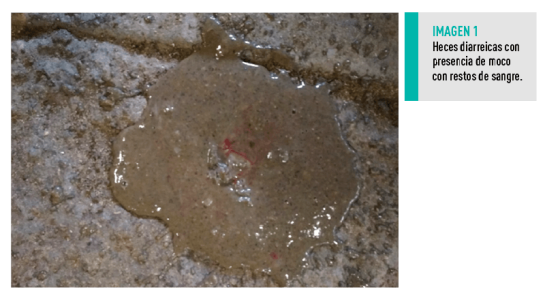 Sensibilidad antibiótica de Brachyspira hyodysenteriae