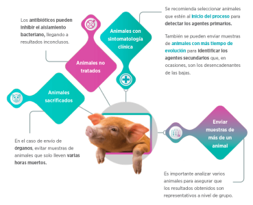 Diagnóstico de patologías infecciosas en lechones lactantes
