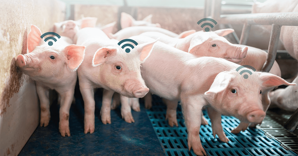 PigVision, software de gestión en línea para ganaderos