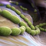 Streptococcus en cerdos: Comprendiendo los desafíos productivos