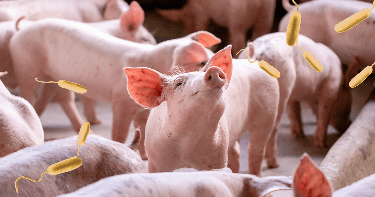 Entendiendo las claves del complejo entérico en transición y cebo