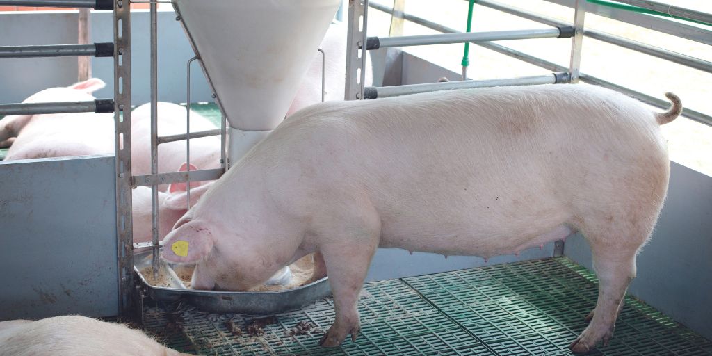 Manejo y alimentación de futuras reproductoras