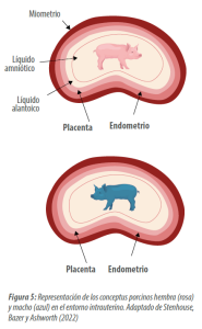 Placentación en cerdos: impacto en el peso fetal