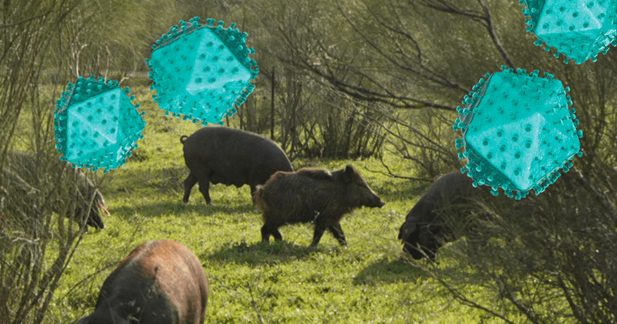 FAUNET: poblaciones de jabalí y prevención de PPA