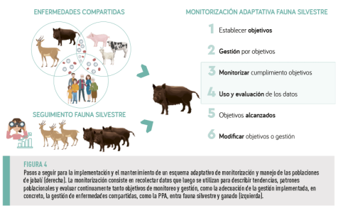FAUNET: poblaciones de jabalí y prevención de PPA