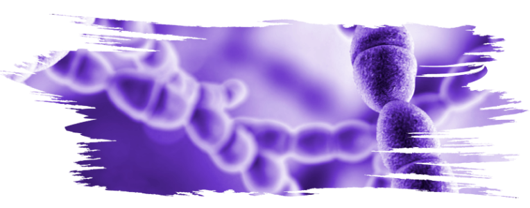 ¿Qué sabemos de nuevo sobre Streptococcus suis?