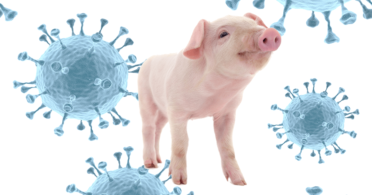¿Qué impacto tiene la Influenza Porcina?