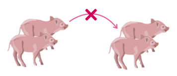 Decálogo para tener lechones de calidad – Parte II