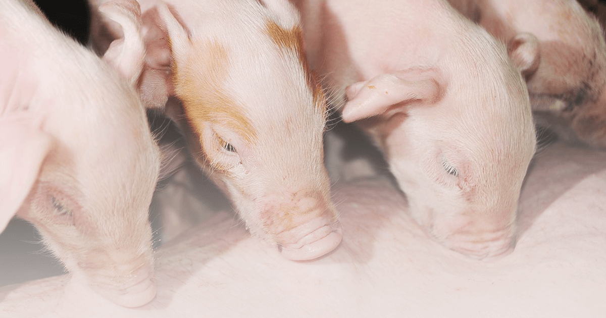 MiaKick, energía rápida para lechones neonatos