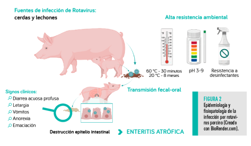 Rotavirus porcino en la patología entérica neonatal