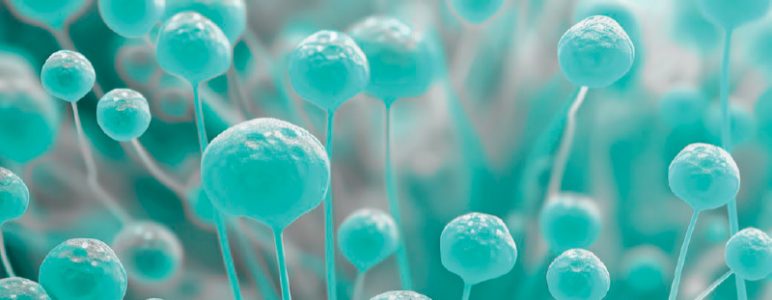 Abordaje diagnóstico de las micotoxicosis en ganado porcino