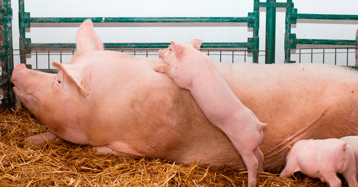 Rendimiento de las cerdas en sistemas de parideras libres
