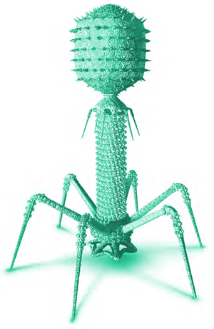 Virus Del Intestino Porcino Diversidad Y Funciones De Crass Fagos