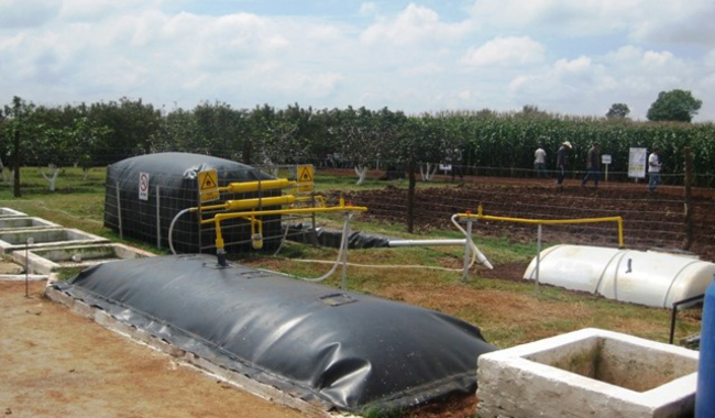 México impulsa el uso de biodigestores en granjas porcícolas