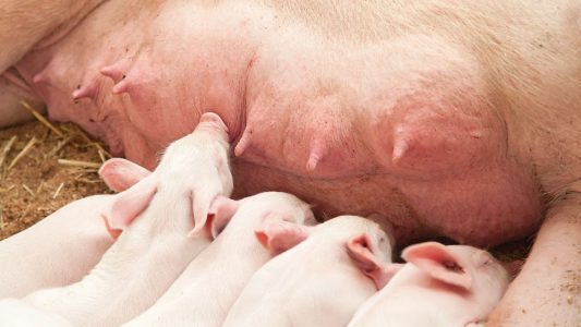 Medidas para prevenir la diarrea en lechones recién nacidos