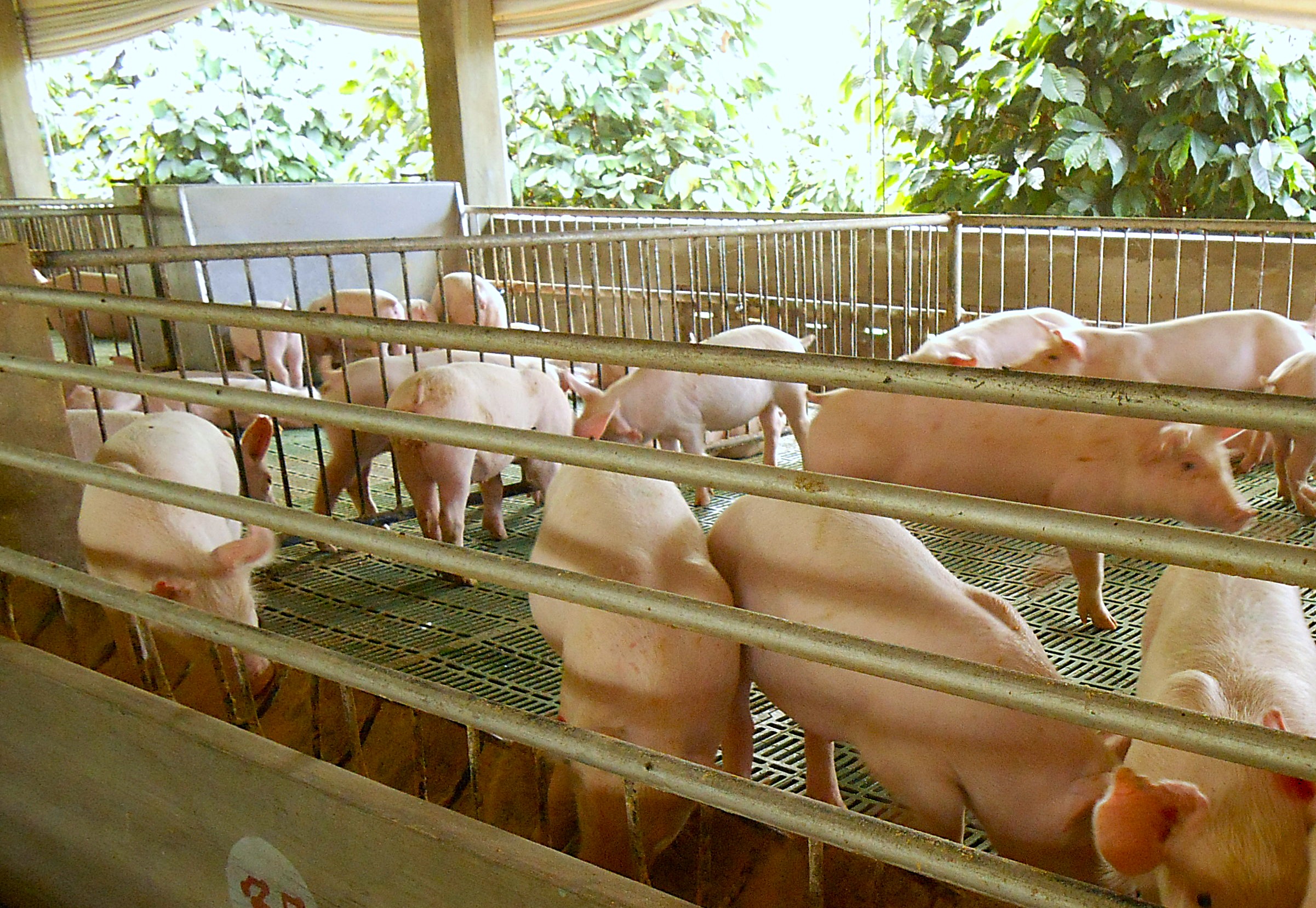 Pharmacological copper boosts pig growth, carcass gains - porciNews, la ...