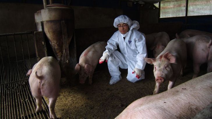 South Korea confirms ASF in pig farm in Pocheon - porciNews, la revista ...